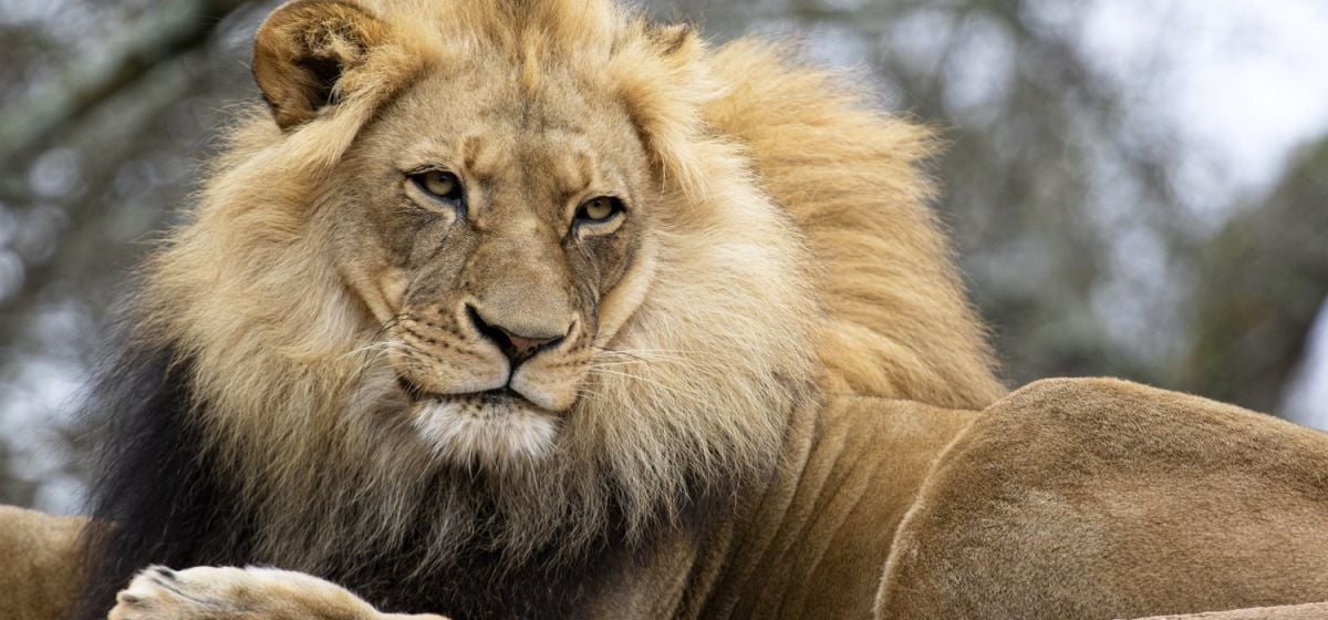 Zoo Atlanta - Georgia